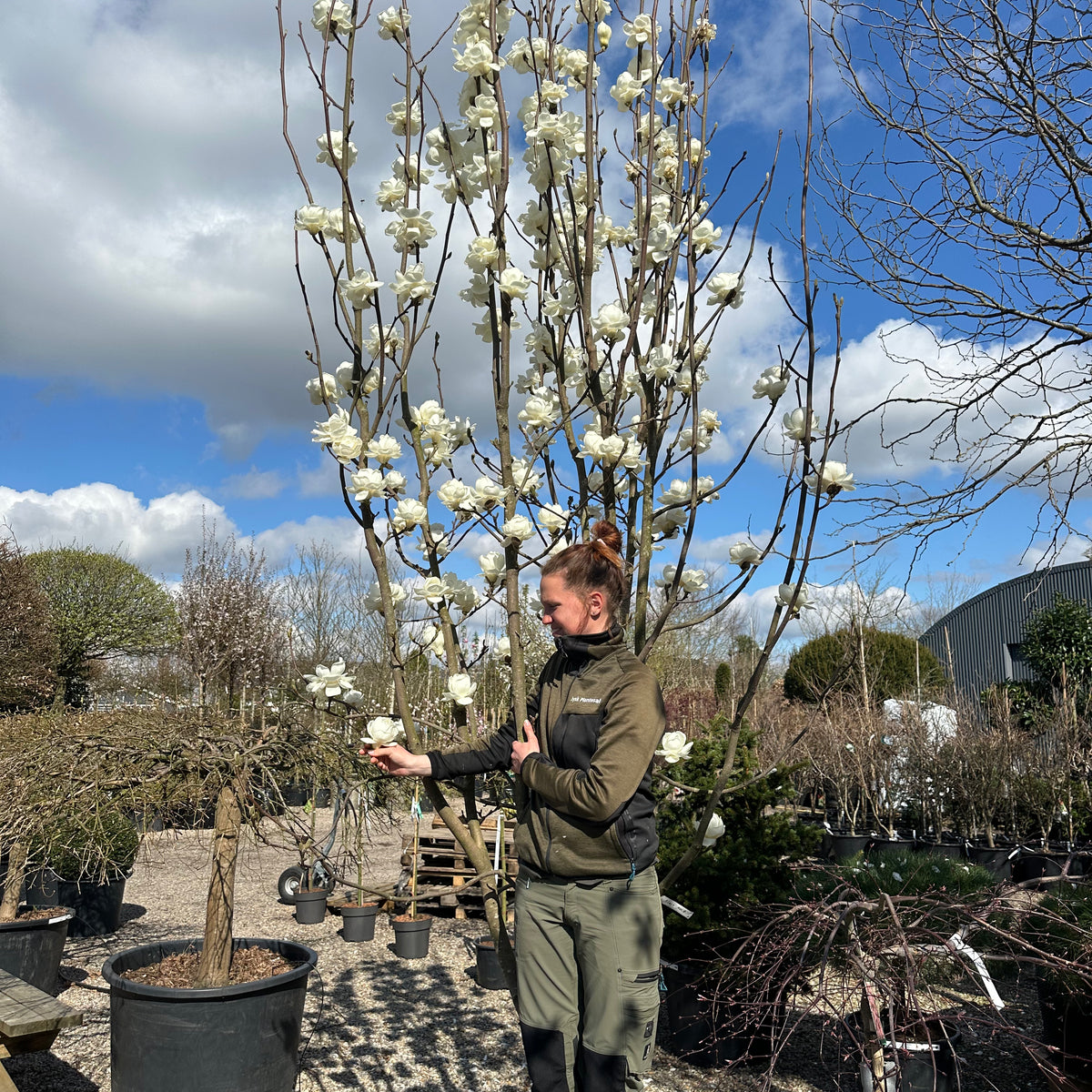 Magnolia Elisa Odenwalt - Magnolia - Multistammet – Jysk Plantesalg
