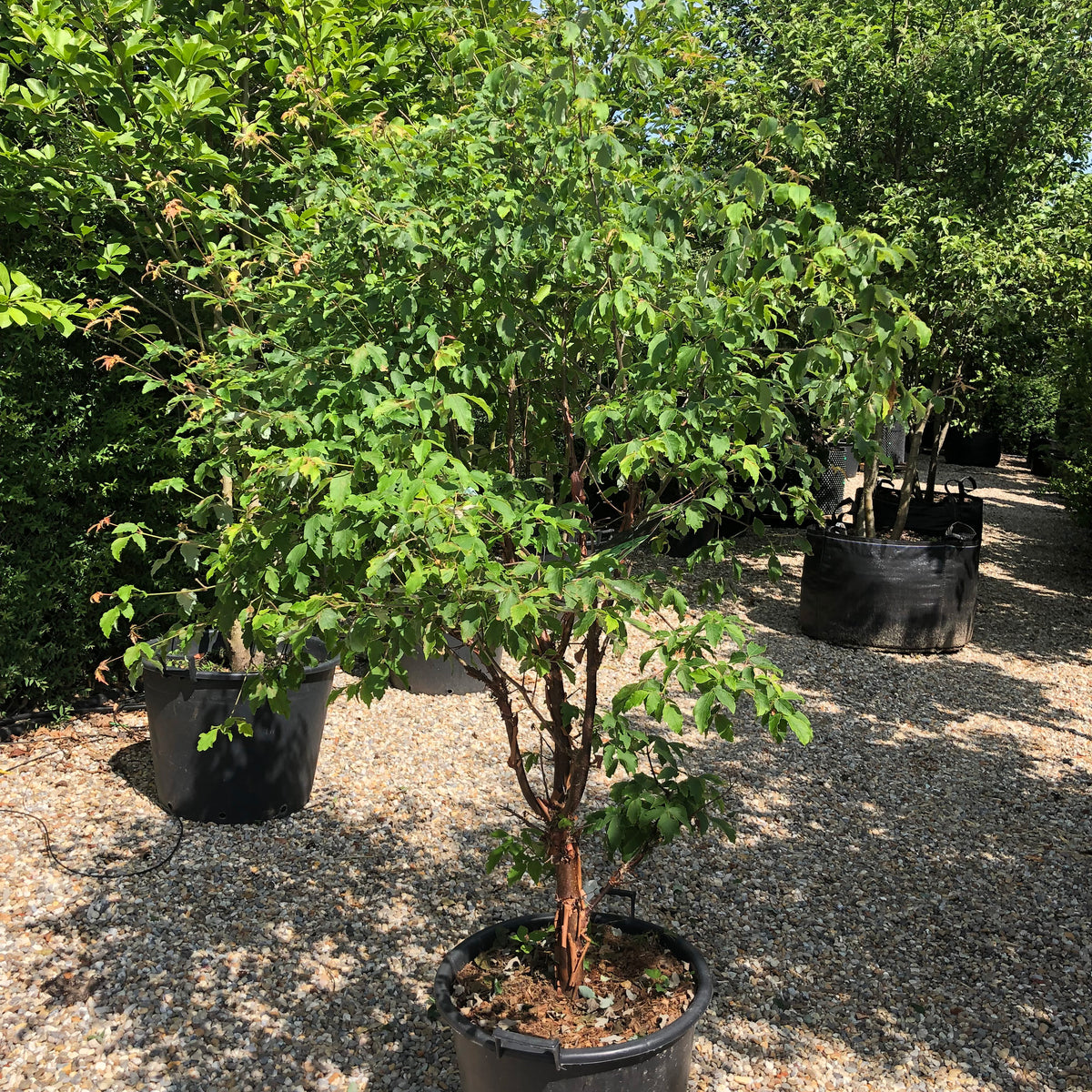 Acer griseum – Jysk Plantesalg