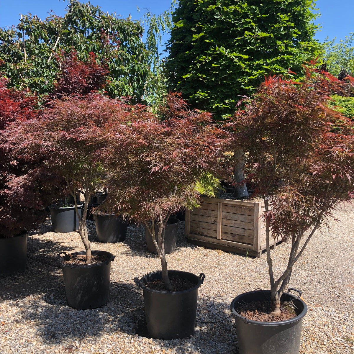 Acer palmatum Red Pygmy - Multistammet – Jysk Plantesalg