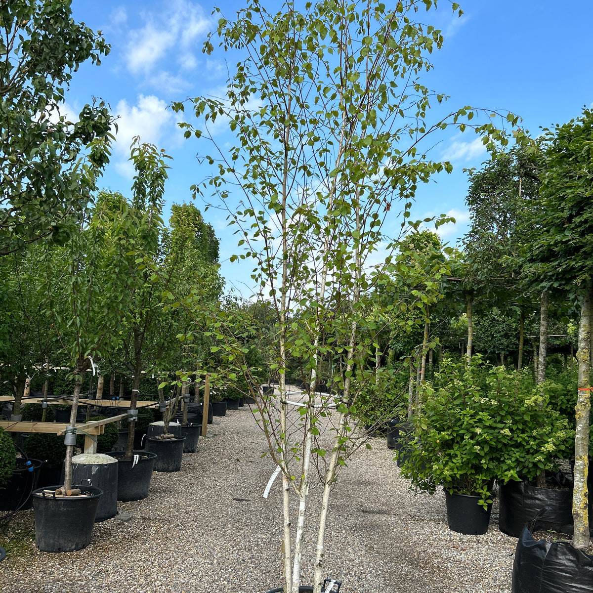 Betula utilis doorenbos - Himalayabirk - Multistammet – Jysk Plantesalg