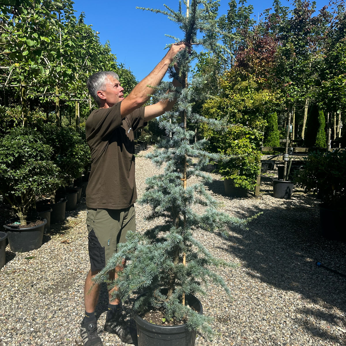 Atlas ceder - Skulpturel skønhed | Jysk Plantesalg