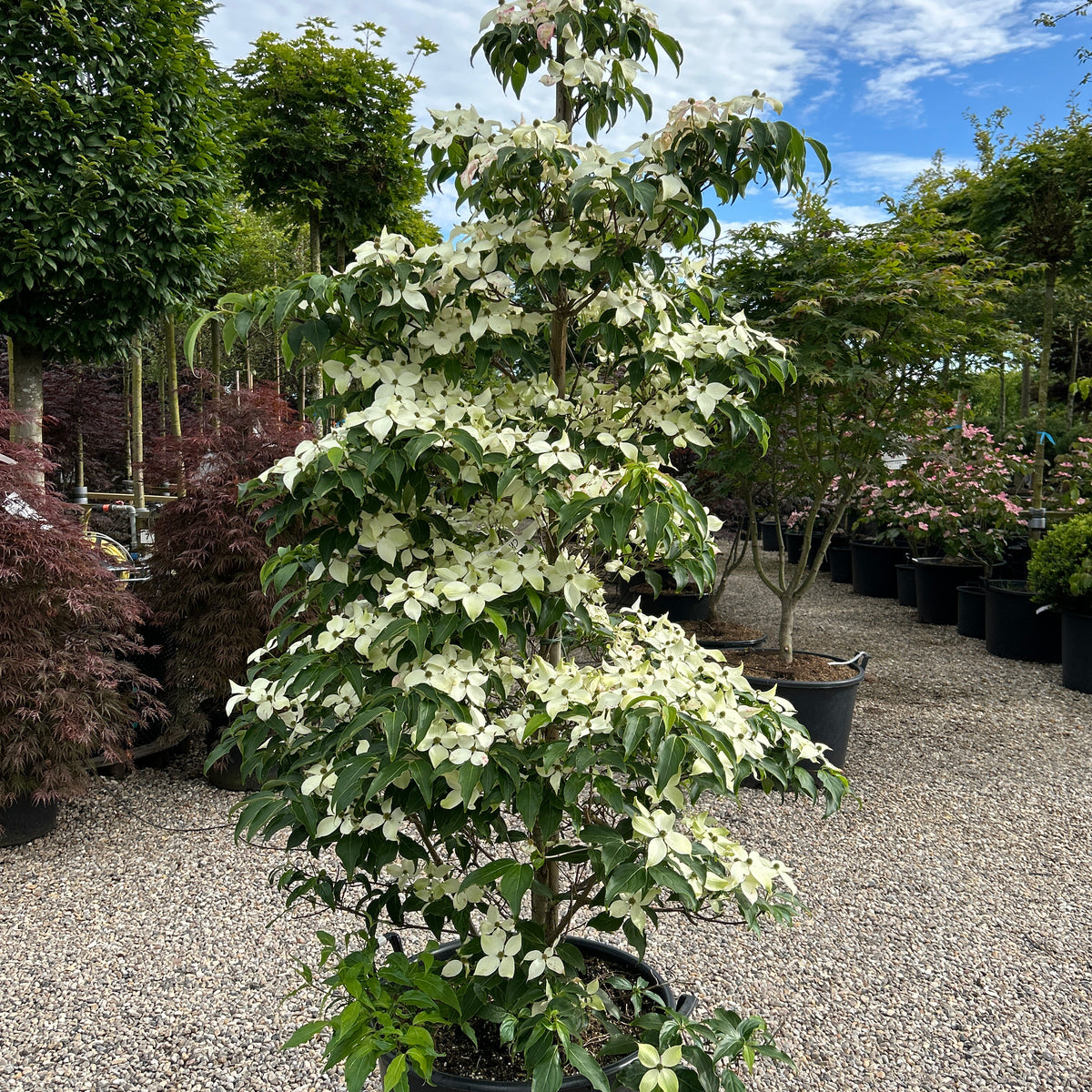 Cornus Kousa China Girl