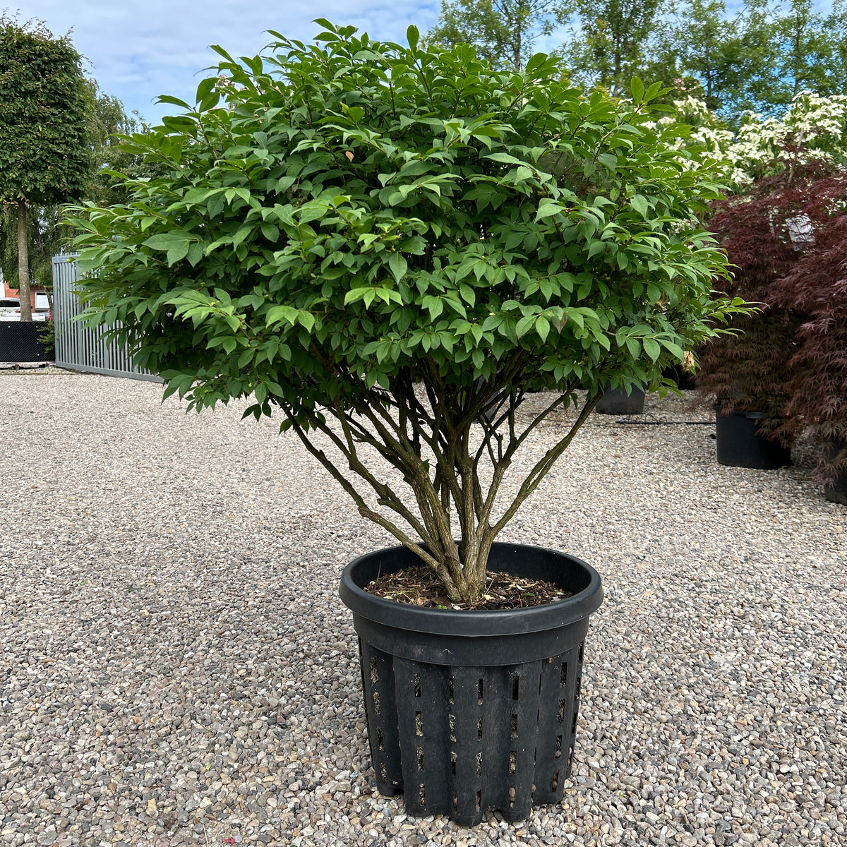 Euonymus alatus - Vinget benved - Paraplyklippet – Jysk Plantesalg