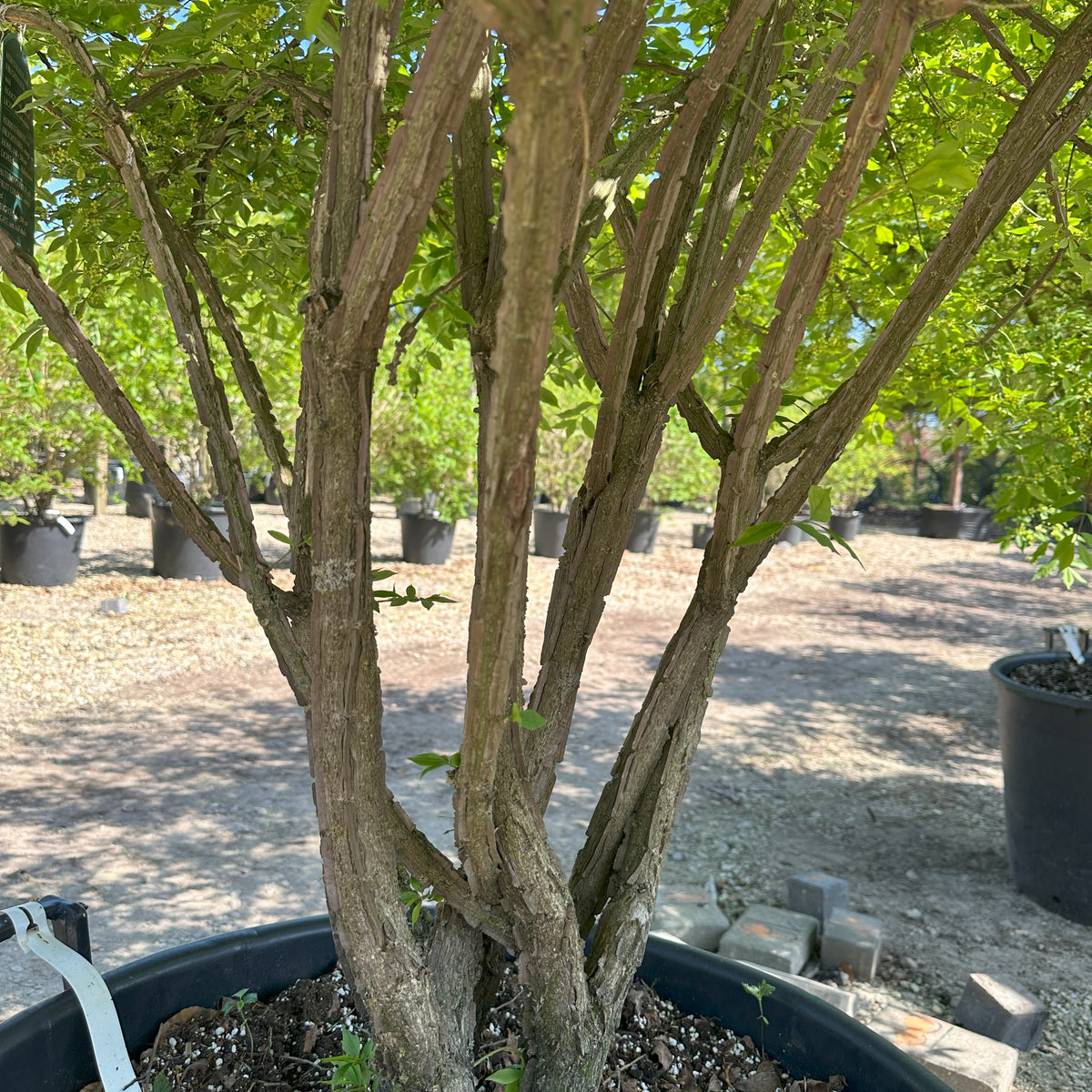 Euonymus alatus - Vinget benved - Multistammet – Jysk Plantesalg