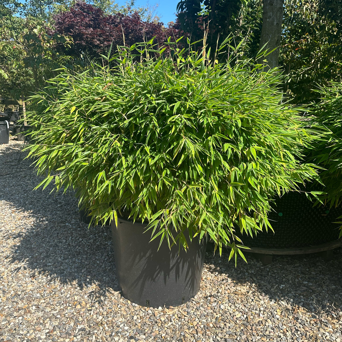 Fargesia murielae moontears - Dværgbambus - Kugleform – Jysk Plantesalg