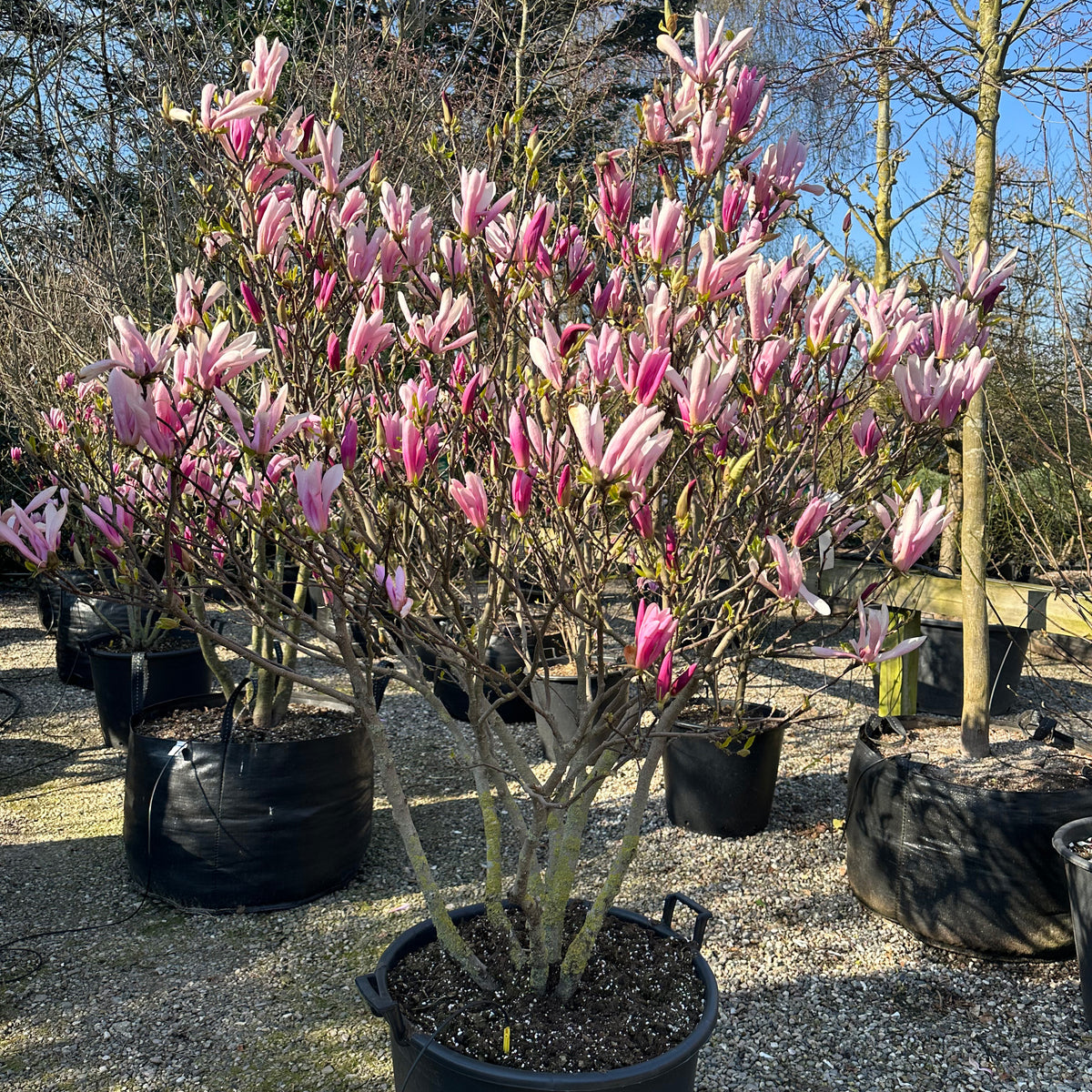 Magnolia Susan - Magnolie - Buske / begyndende multistamme – Jysk ...