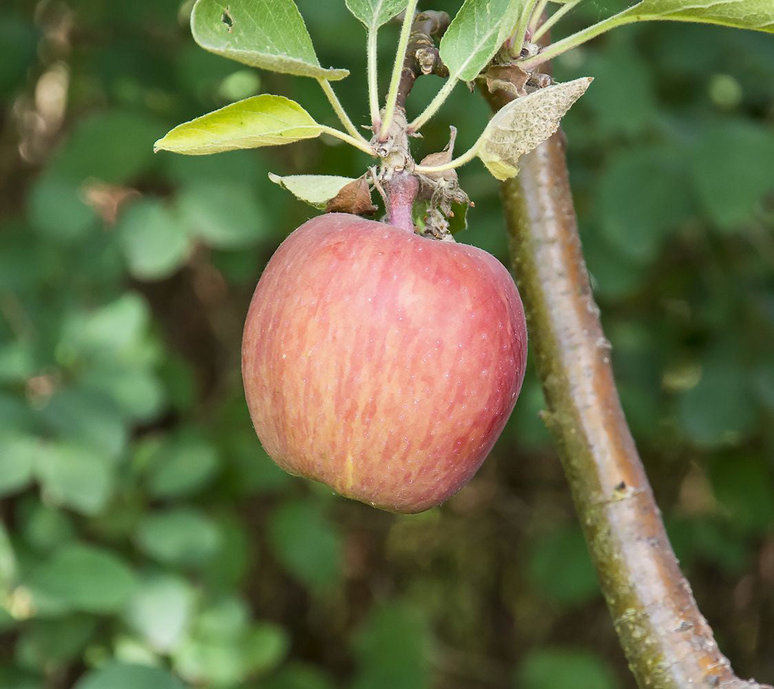 Malus domestica Fuji - Æbletræ - Halvstammet – Jysk Plantesalg