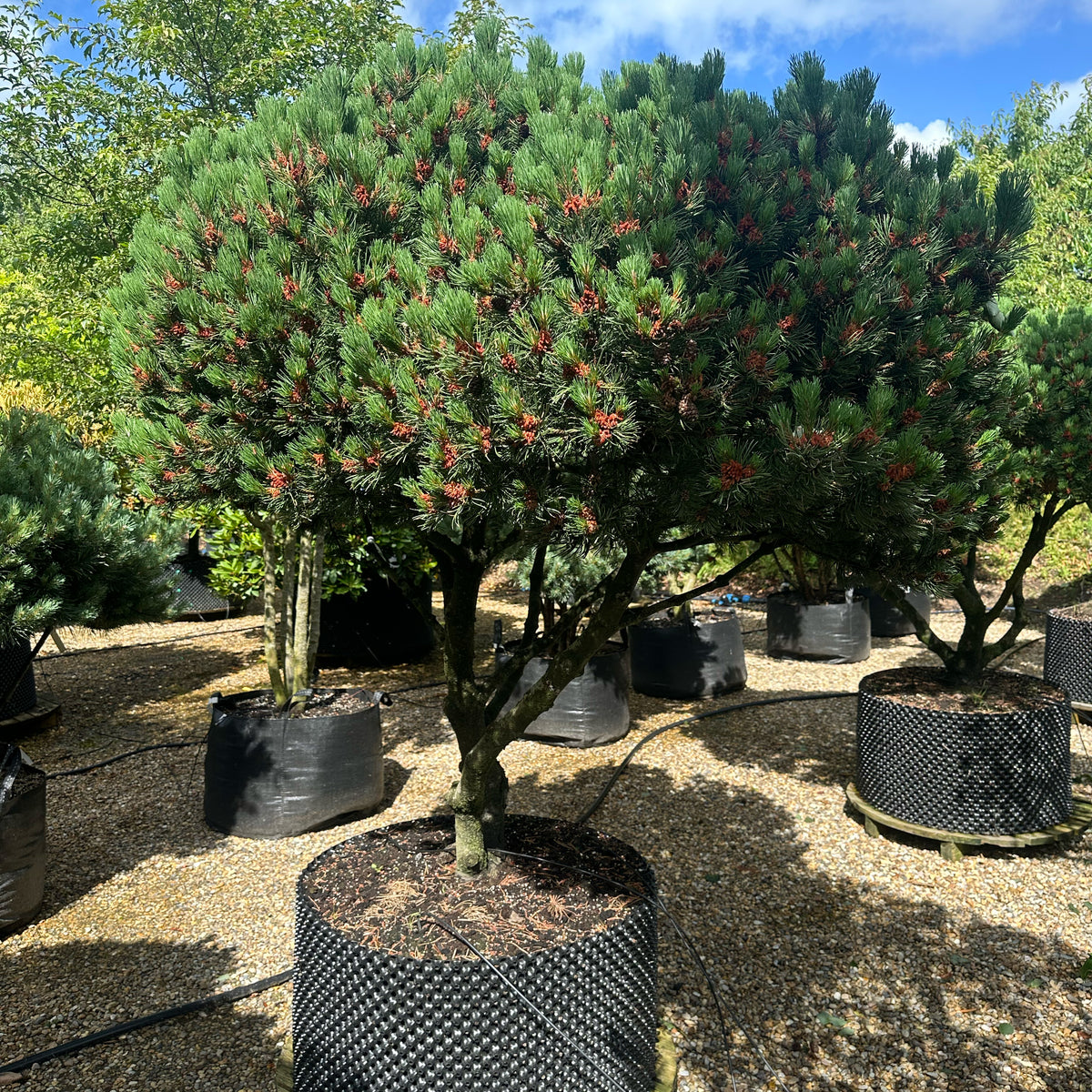 Pinus mugo Gnom - Bjergfyr - Paraplyform – Jysk Plantesalg