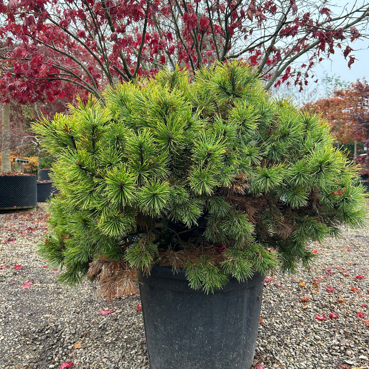 Pinus mugo Winter Gold - Bjergfyr - Kugleform – Jysk Plantesalg