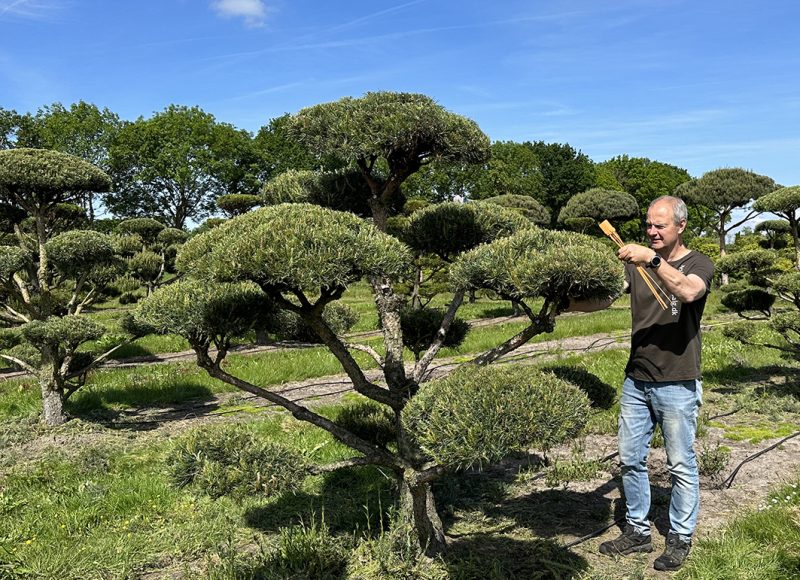 Store træer, buske og formklippede planter. Besøg Jysk Plantesalg
