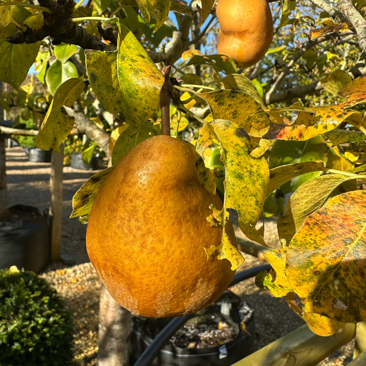 Pyrus communis Williams - Pæretræ - 5 Etager espalier – Jysk Plantesalg