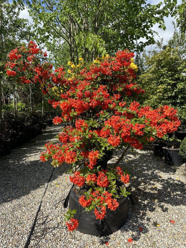 Azalea viscosa Jolie Madame - Azalea - Multistammet – Jysk Plantesalg