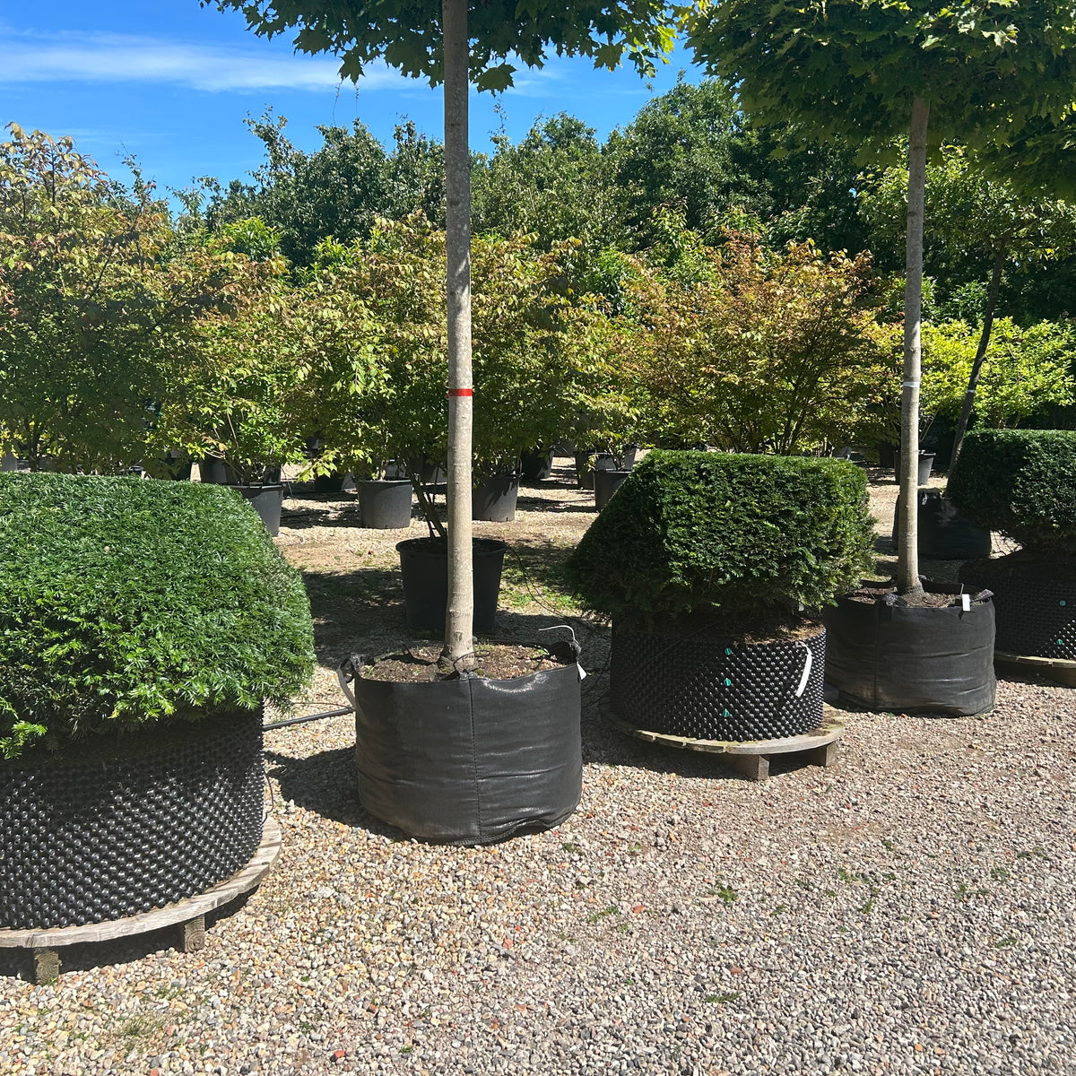 Taxus baccata - Taks - Levende sten – Jysk Plantesalg