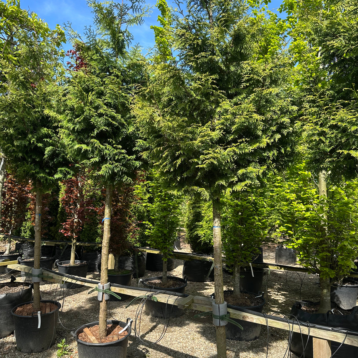 Thuja plicata excelsa - Thuja - Opstammet – Jysk Plantesalg
