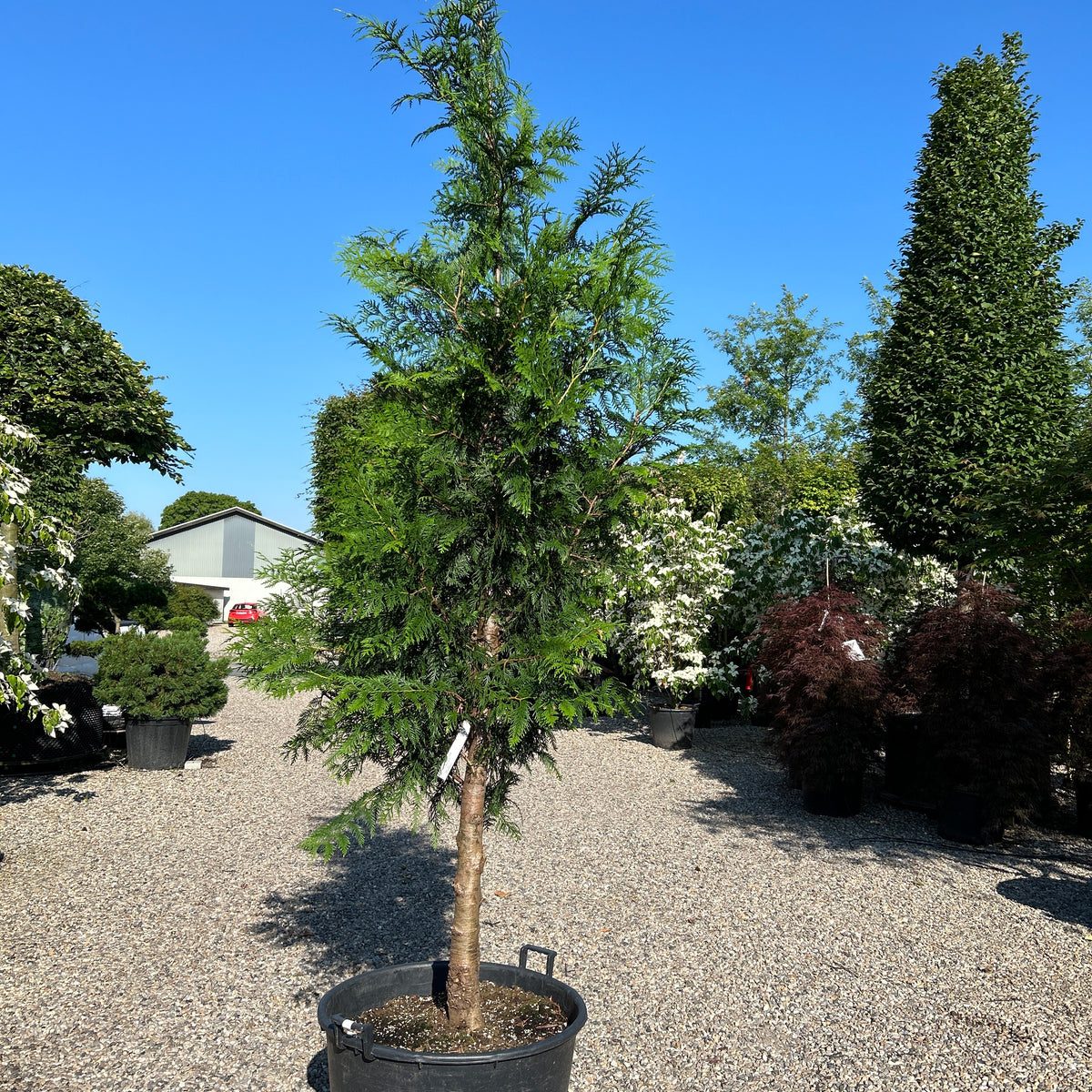 Thuja plicata Excelsa - Thuja - Søjleform – Jysk Plantesalg