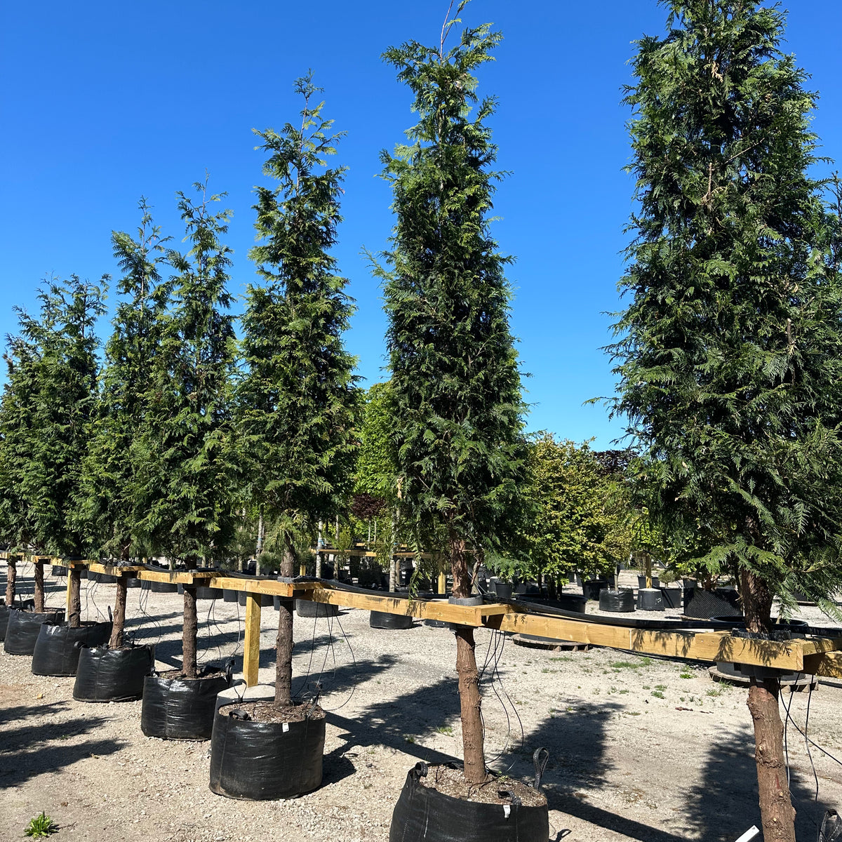 Thuja plicata 'Excelsa' - Thuja - Opstammet – Jysk Plantesalg